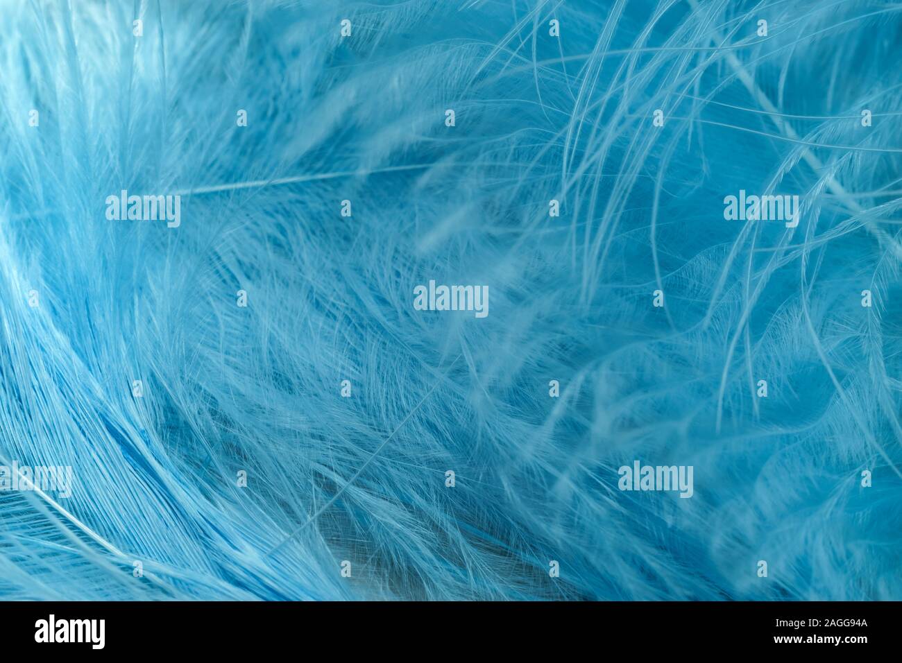 Close up Beautiful blue trends bird feather pattern texture background ...