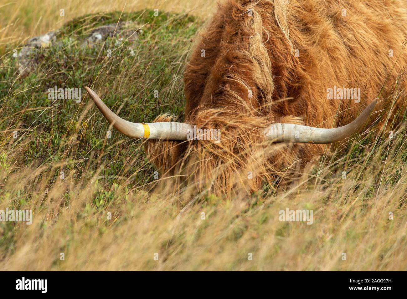 Shaggy, red highland cow with horns, grazing by the loch side on the ...