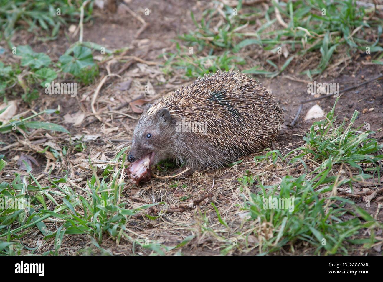 Southern white-breasted hedgehog (Erinaceus concolor) (AKA Eastern ...