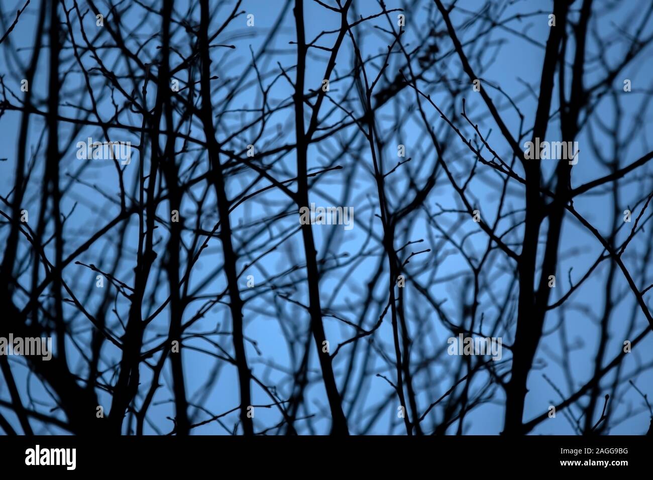 Branches Of A Tree Background Stock Photo - Alamy