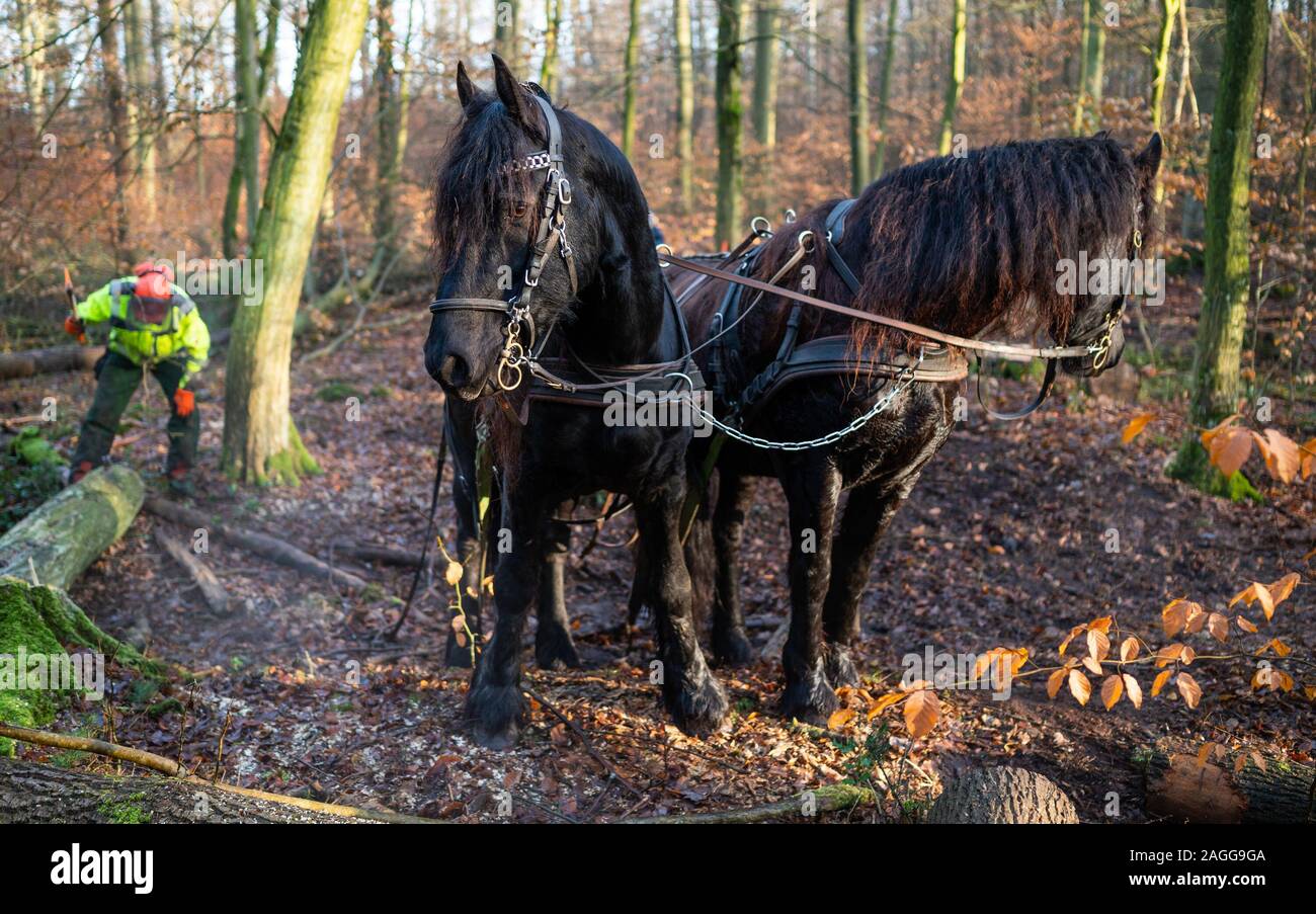 Timber transport horse hi-res stock photography and images - Alamy