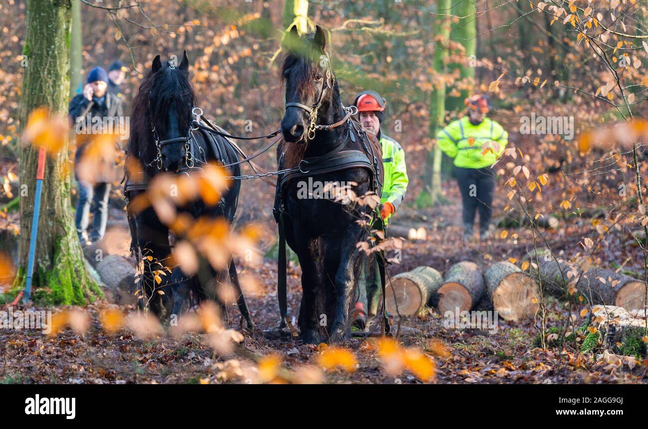 Timber transport horse hi-res stock photography and images - Alamy