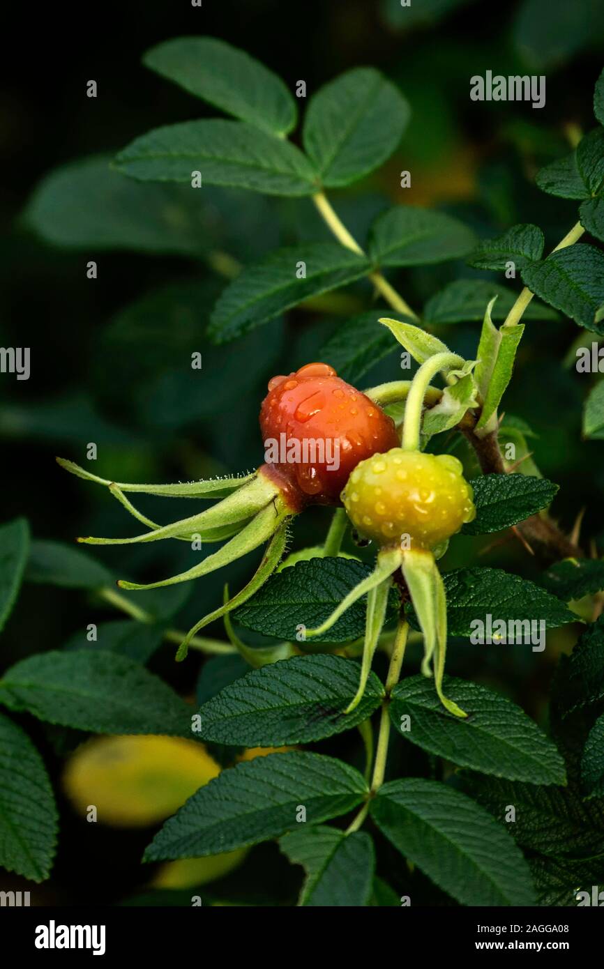 Orange seed pod hi-res stock photography and images - Alamy