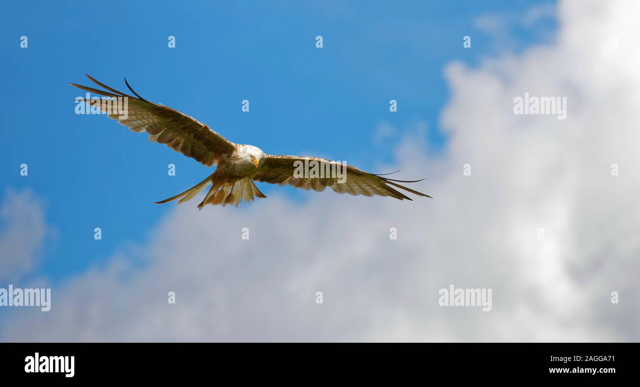 White red hi-res stock photography and images - Alamy