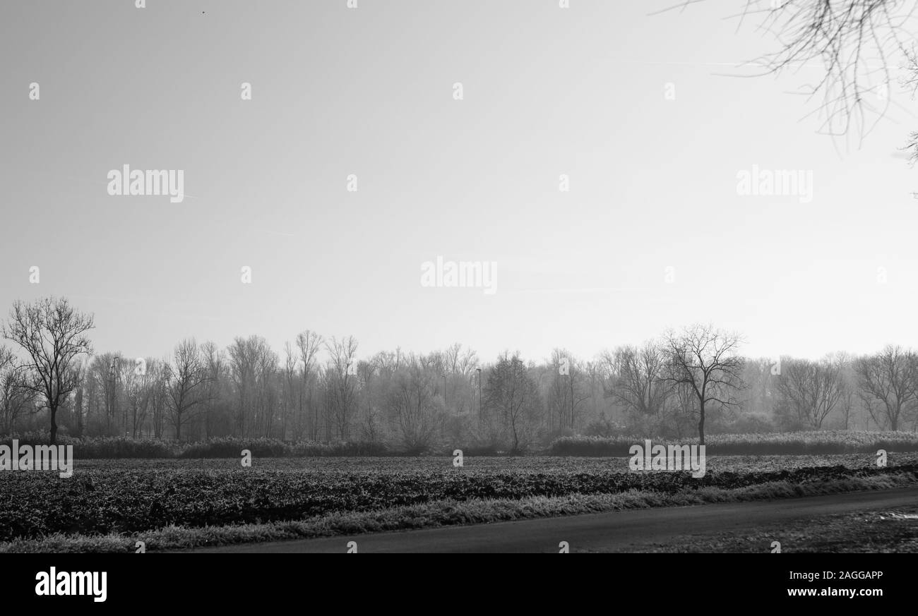 Holiday winter landscape background Black and White Stock Photos ...