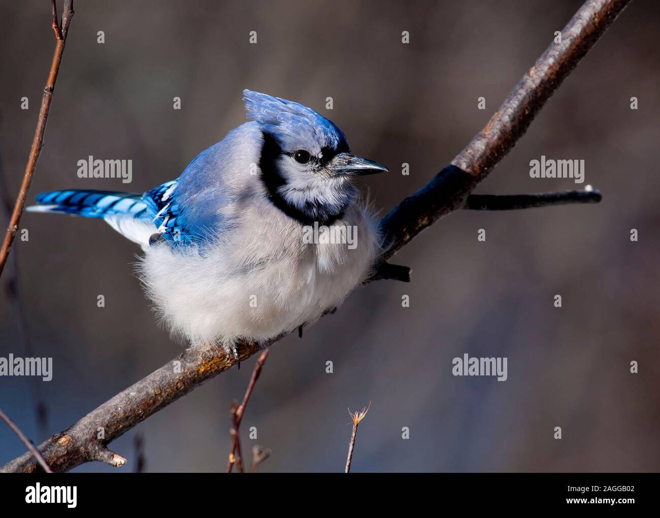 Blue jay photographs hi-res stock photography and images - Alamy