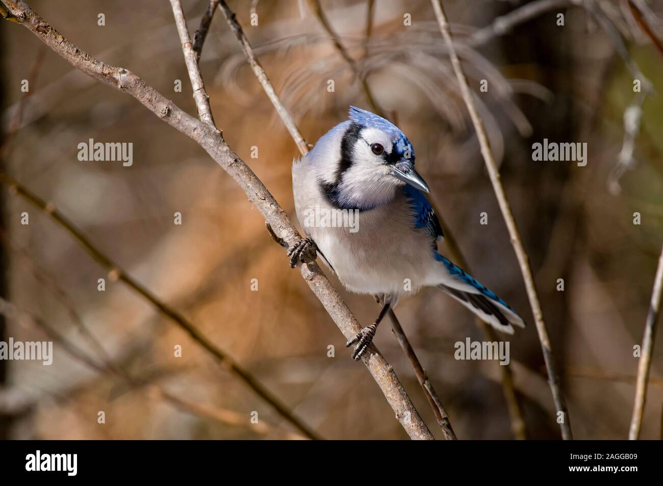 Blue jay bird photos hi-res stock photography and images - Alamy