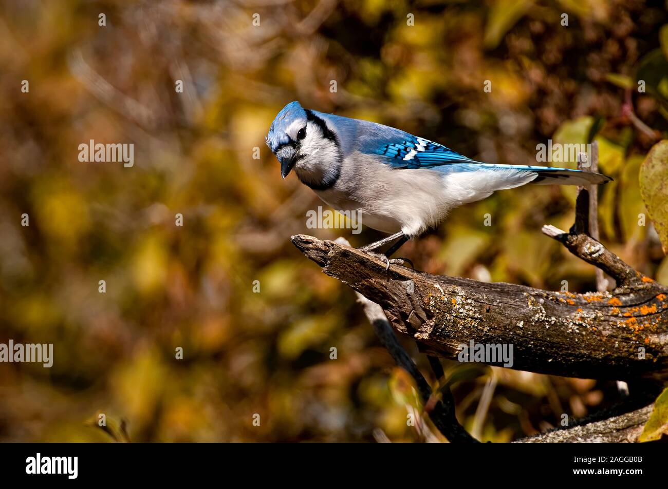 Blue jay bird photos hi-res stock photography and images - Alamy