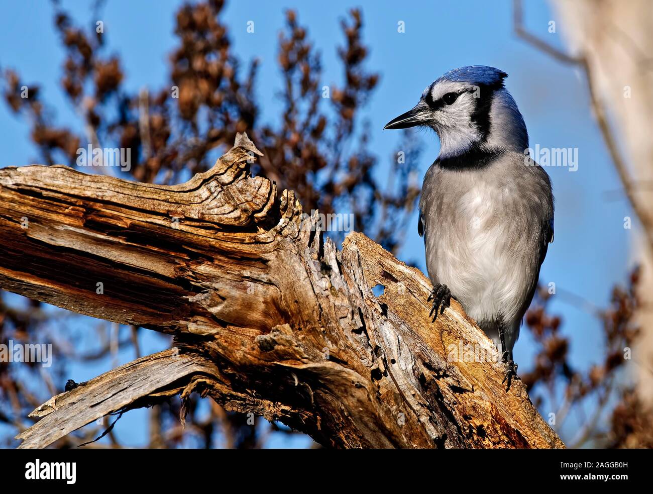Blue jay photographs hi-res stock photography and images - Alamy