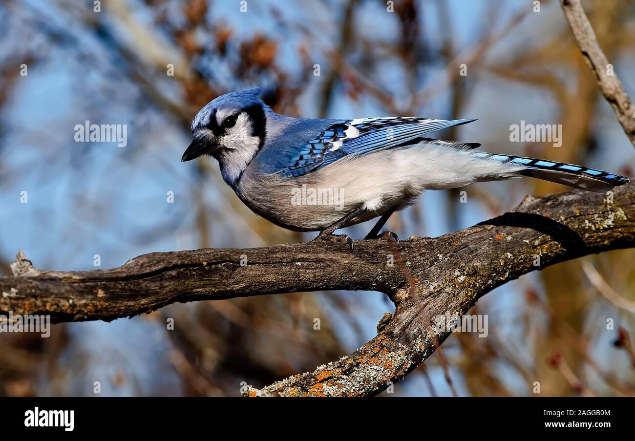 Blue jay bird photos hi-res stock photography and images - Alamy