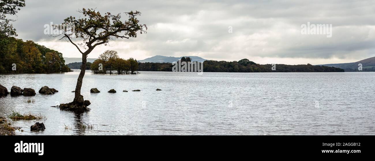 Milarrochy Bay Tree Loch Lomond High Resolution Stock Photography and ...