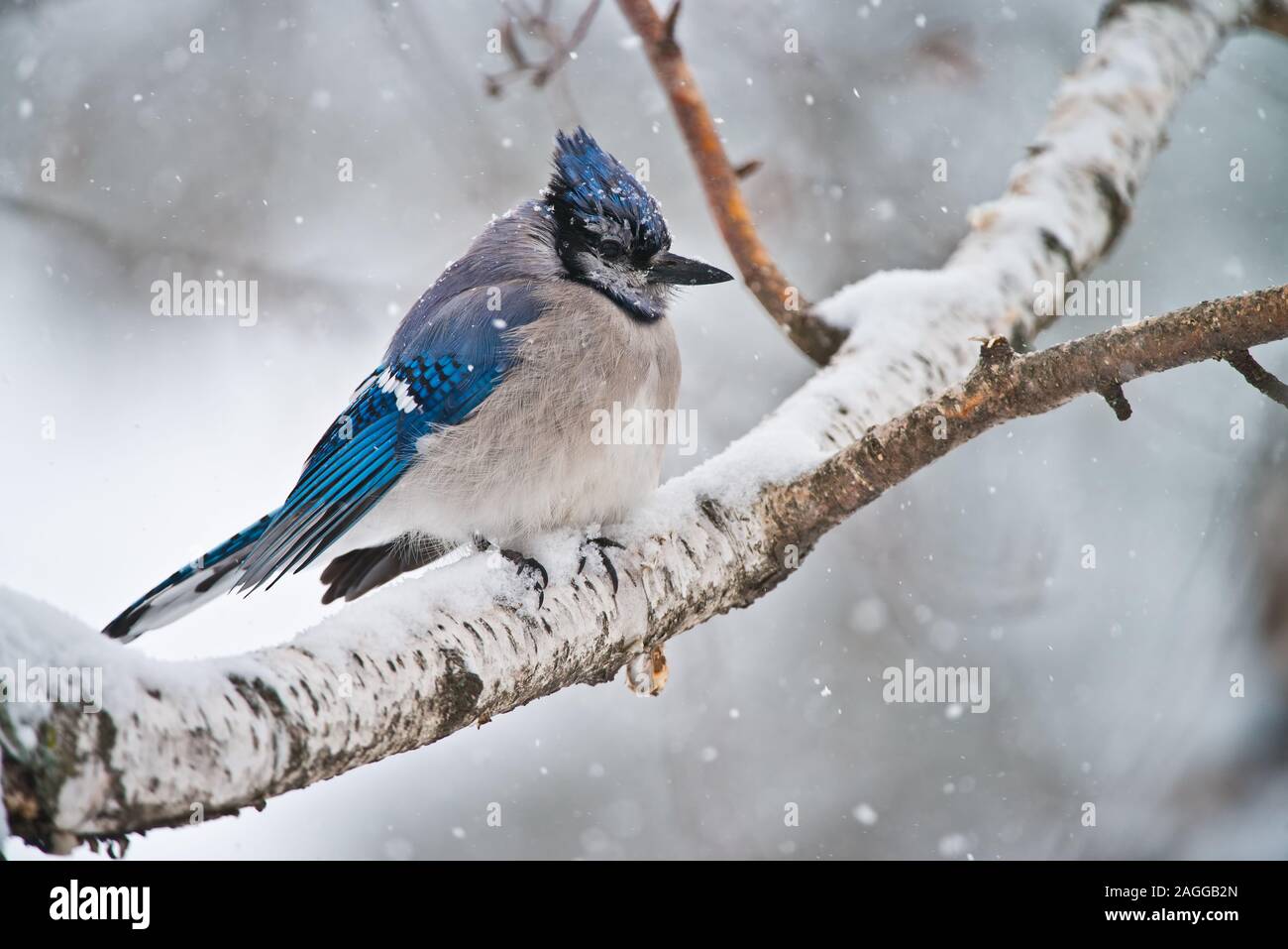 Jay photos hi-res stock photography and images - Alamy