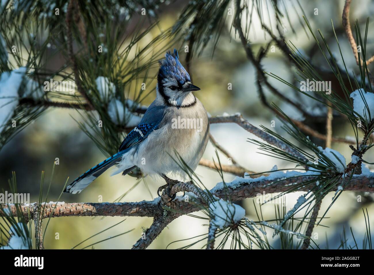 Jay photos hi-res stock photography and images - Alamy