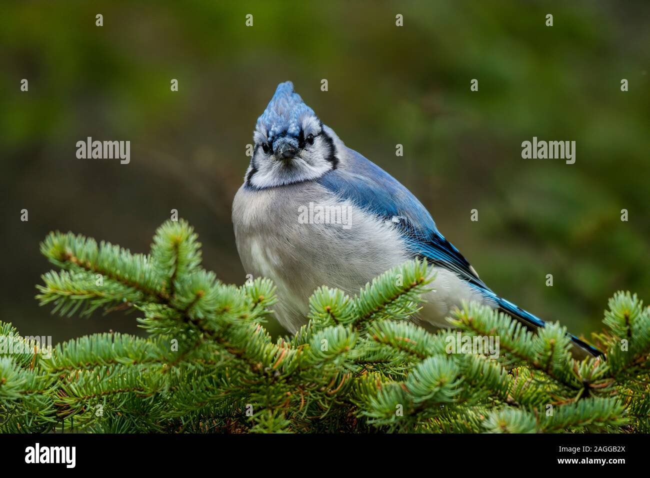 Jay photos hi-res stock photography and images - Alamy