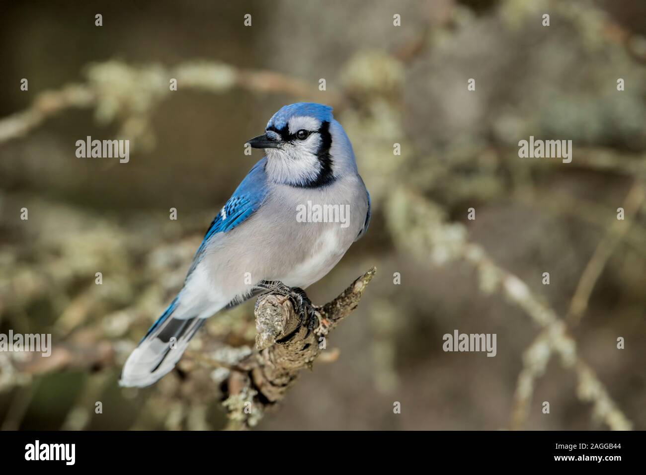 Jay photos hi-res stock photography and images - Alamy