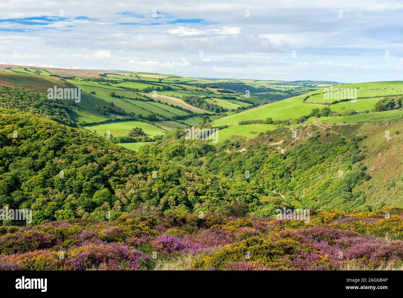 The wild Lorna Doone Country of Exmoor, with rolling hills covered in ...