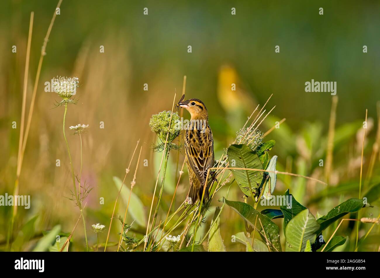 Bobolink photographs hi-res stock photography and images - Alamy