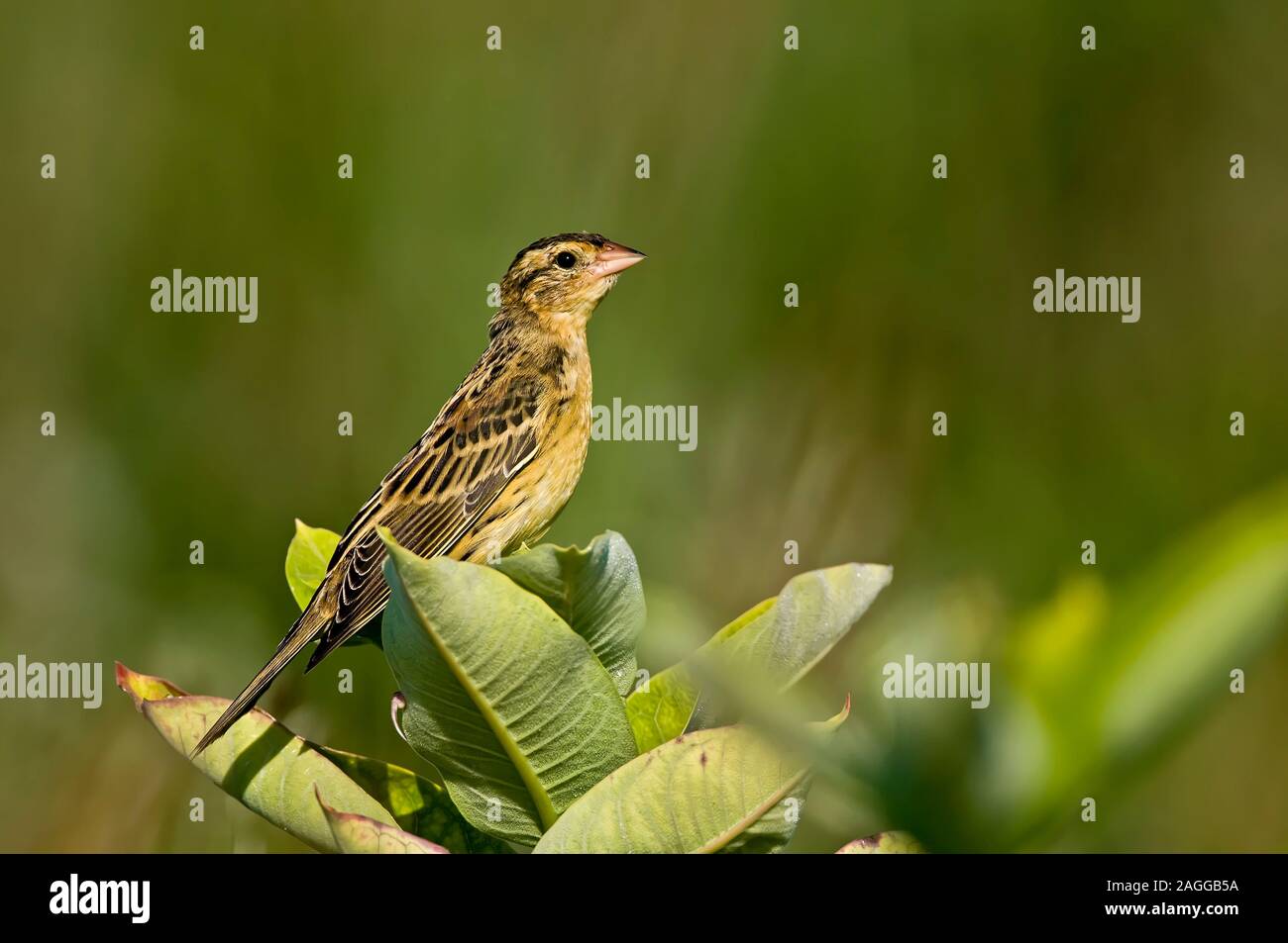 Female Bobolink On Branch Stock Photo - Alamy