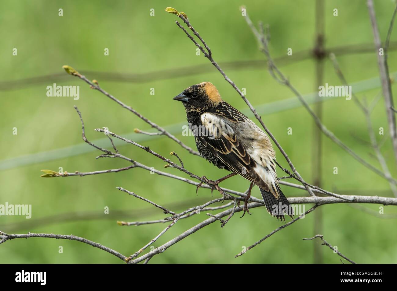 Bobolink pictures hi-res stock photography and images - Alamy