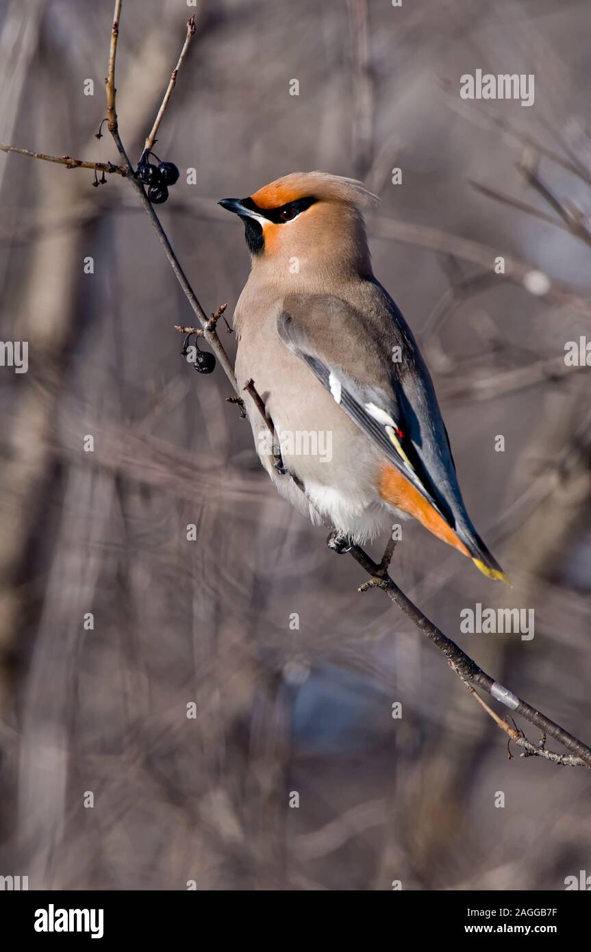 Bohemian waxwing photographs hi-res stock photography and images - Alamy