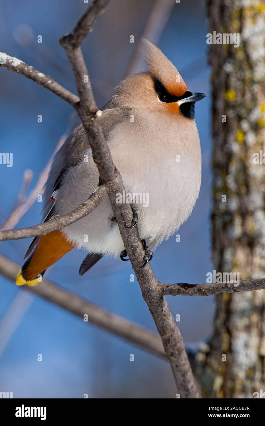 Bohemian waxwing photographs hi-res stock photography and images - Alamy