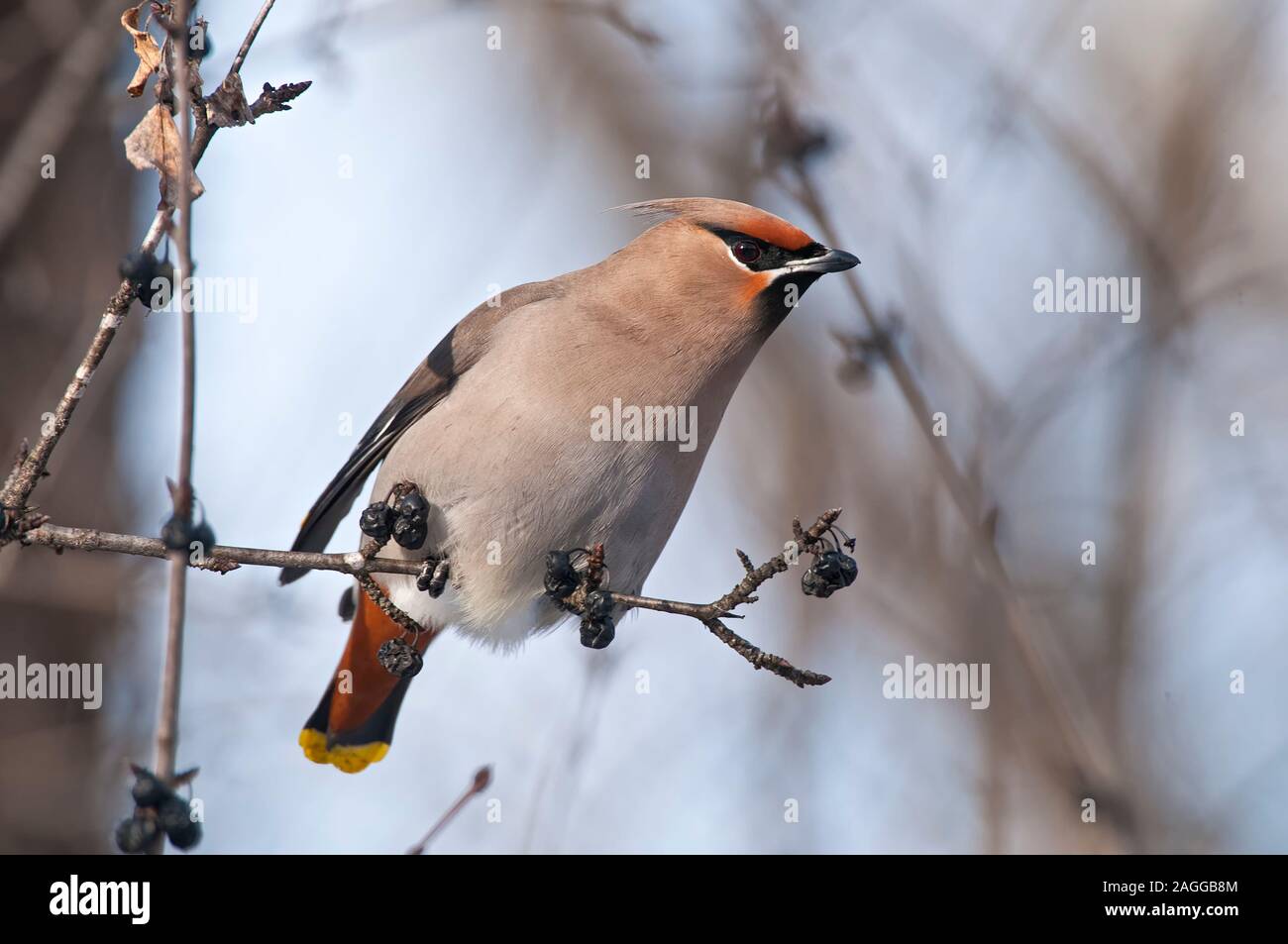 Bohemian waxwing photographs hi-res stock photography and images - Alamy