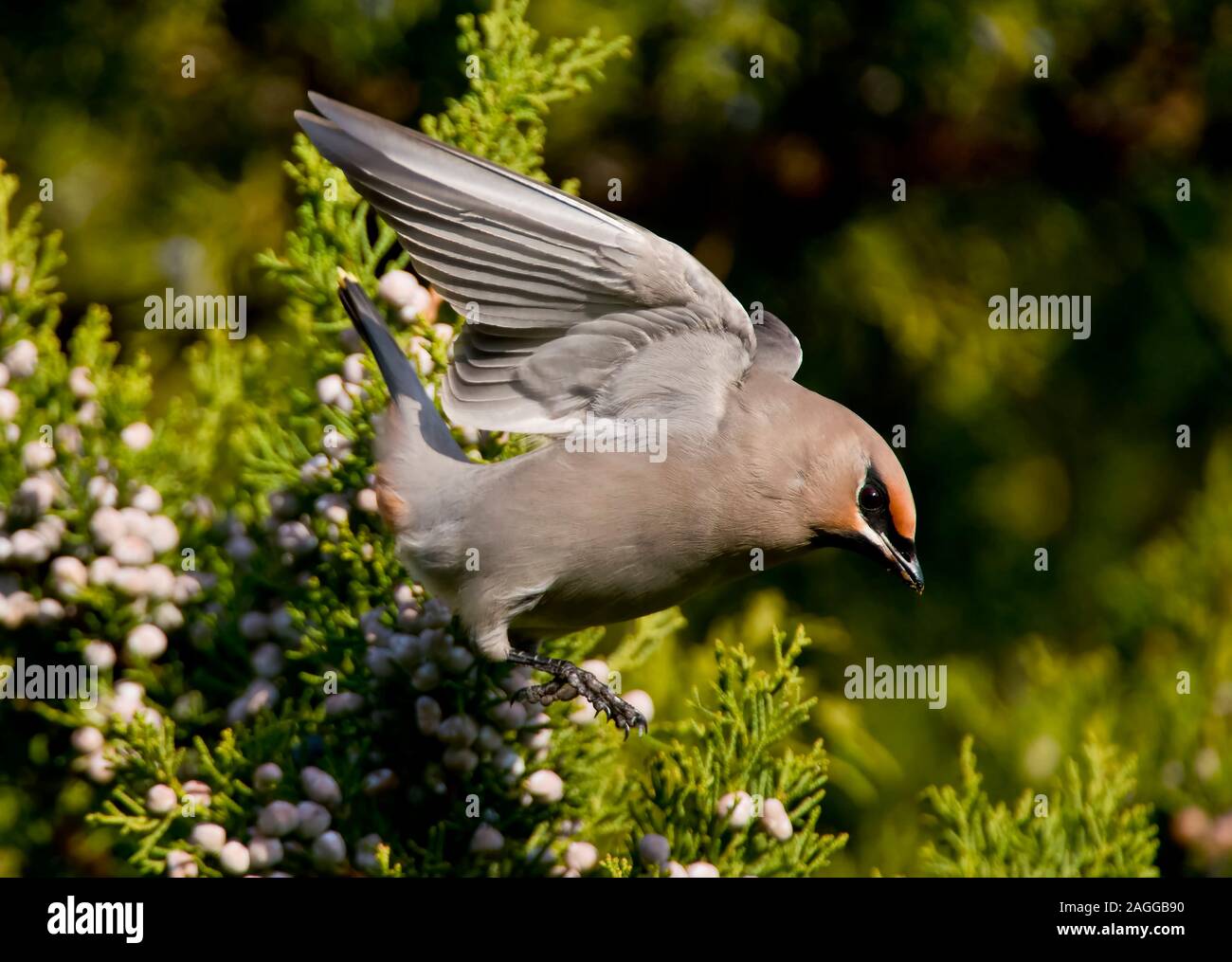 Waxwing images hi-res stock photography and images - Alamy