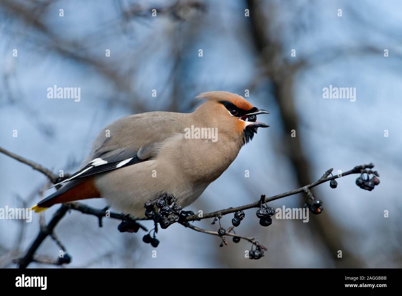Bohemian waxwing photographs hi-res stock photography and images - Alamy