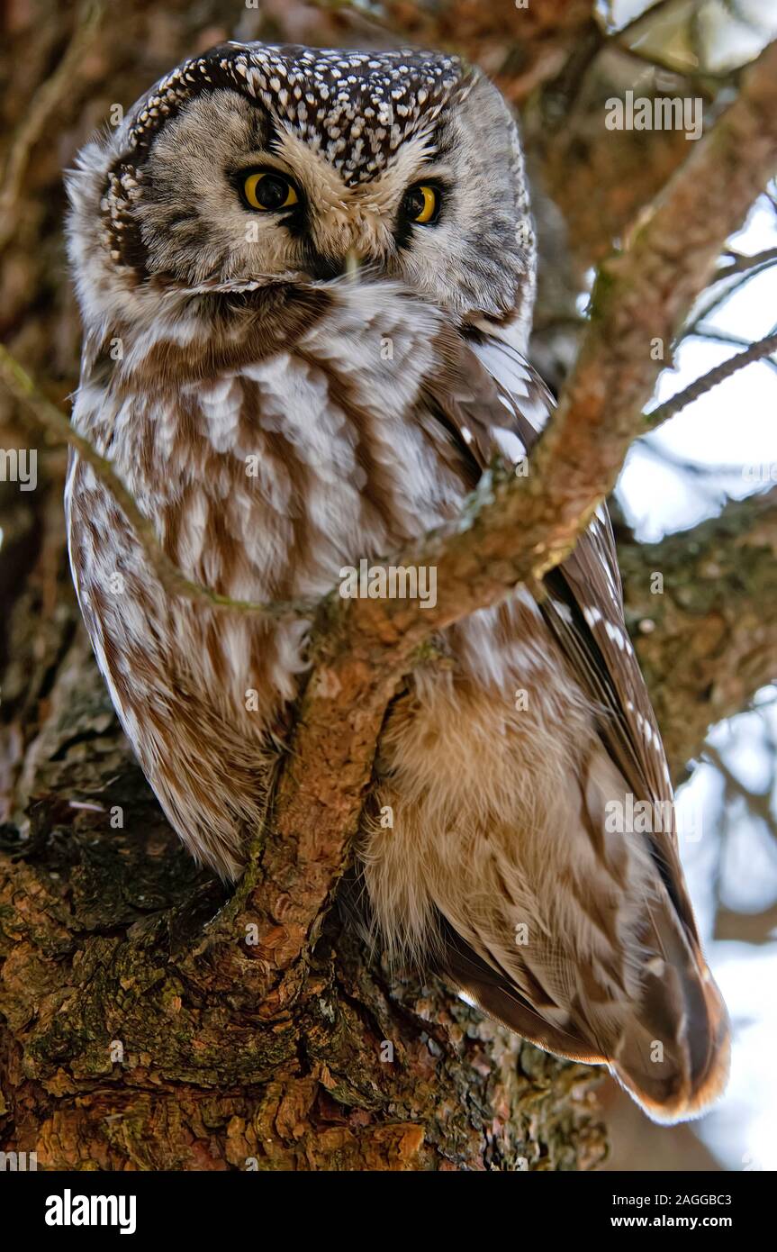 Boreal owl photographs hi-res stock photography and images - Alamy