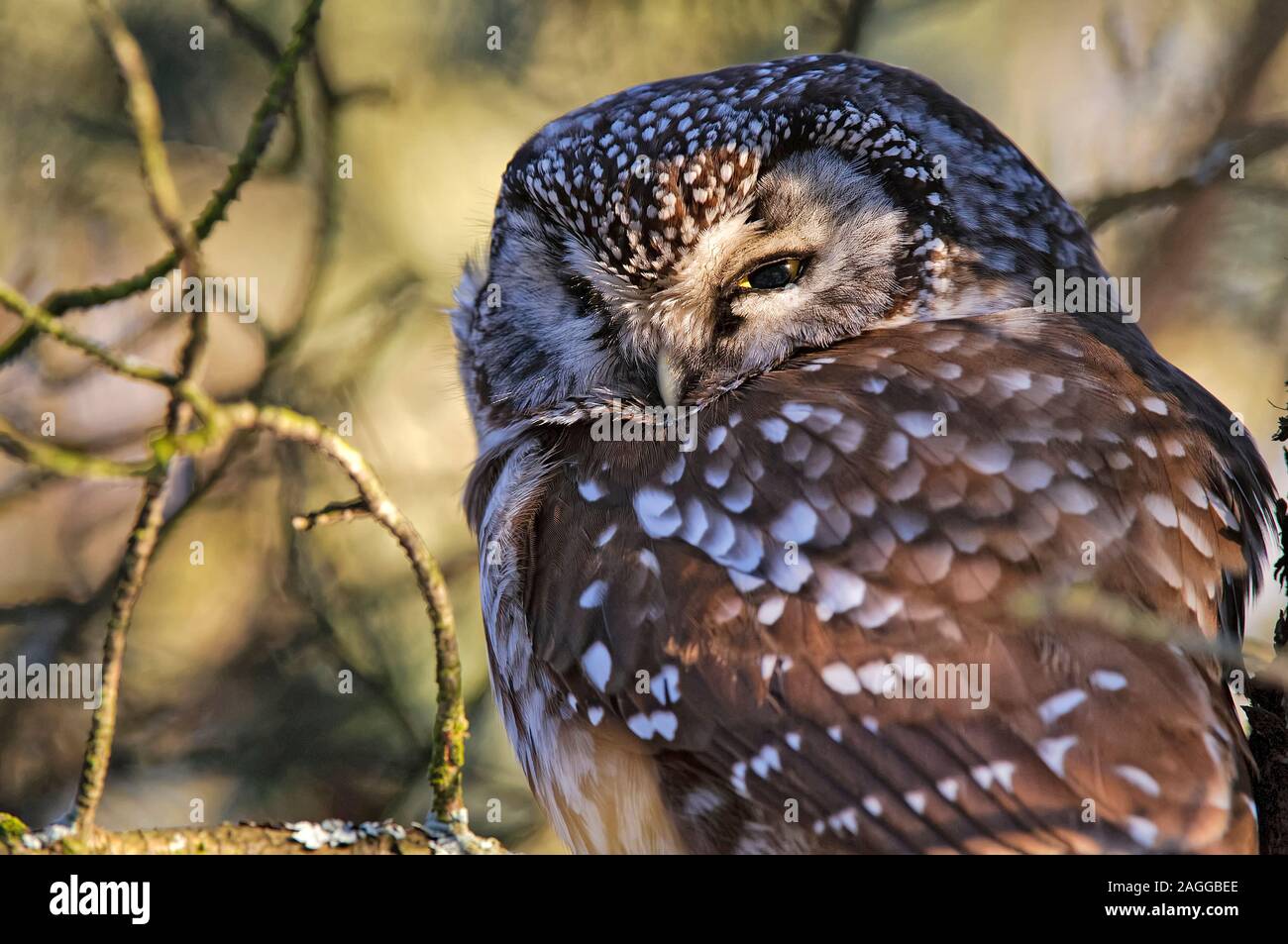 Boreal owl photos hi-res stock photography and images - Alamy
