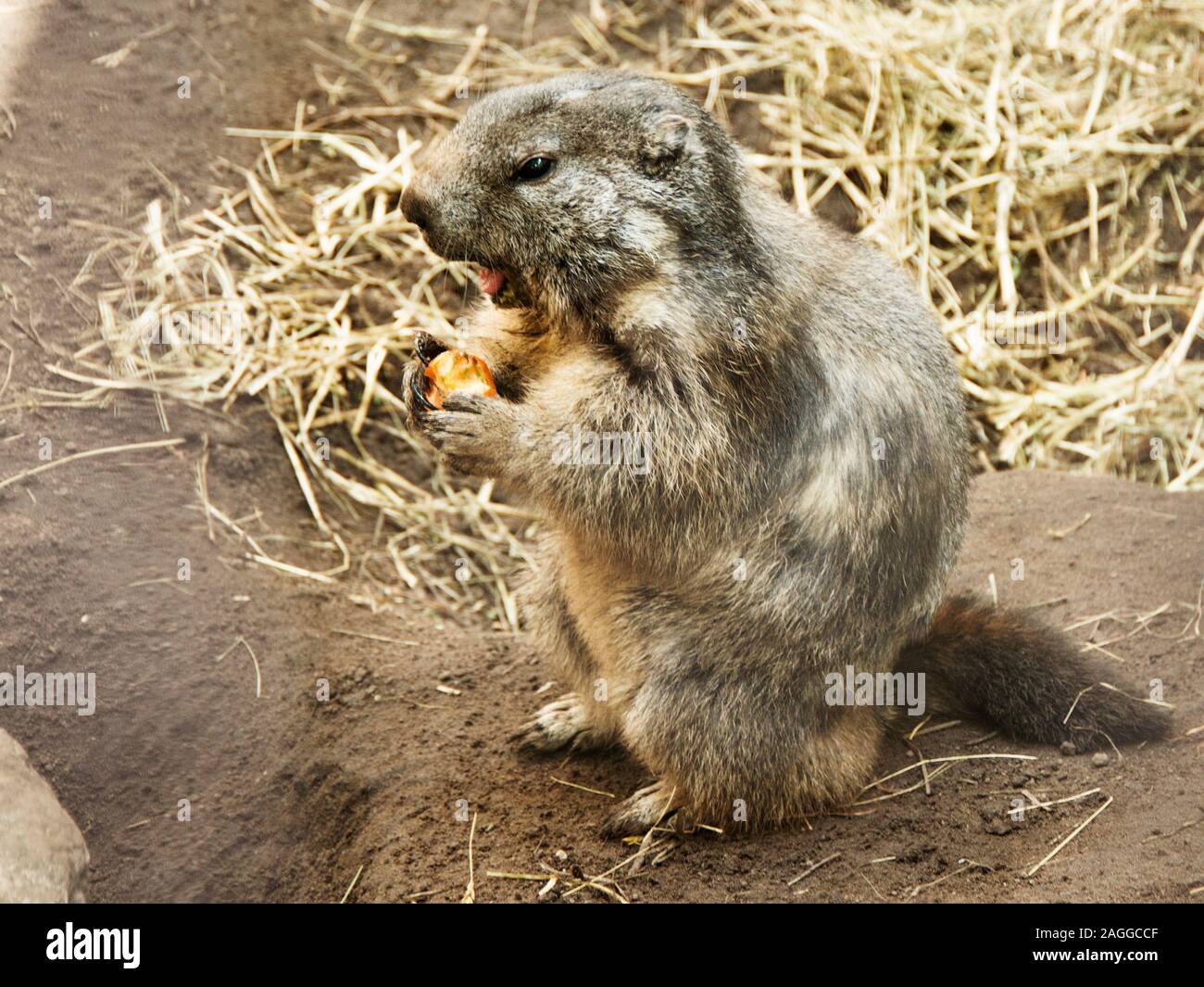Small mammal amsterdam zoo hi-res stock photography and images - Alamy