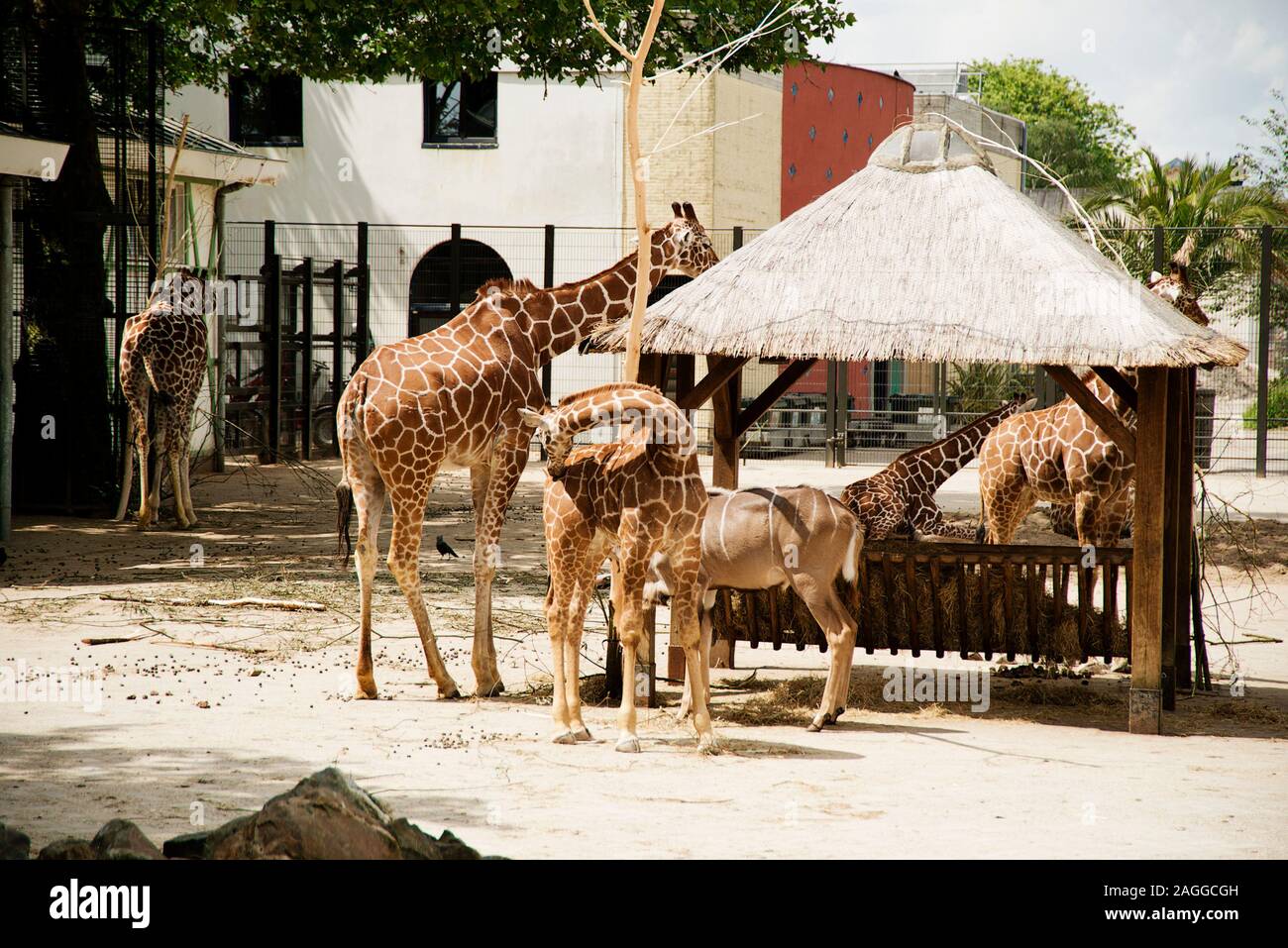 Amsterdam zoo giraffe enclosure hi-res stock photography and images - Alamy