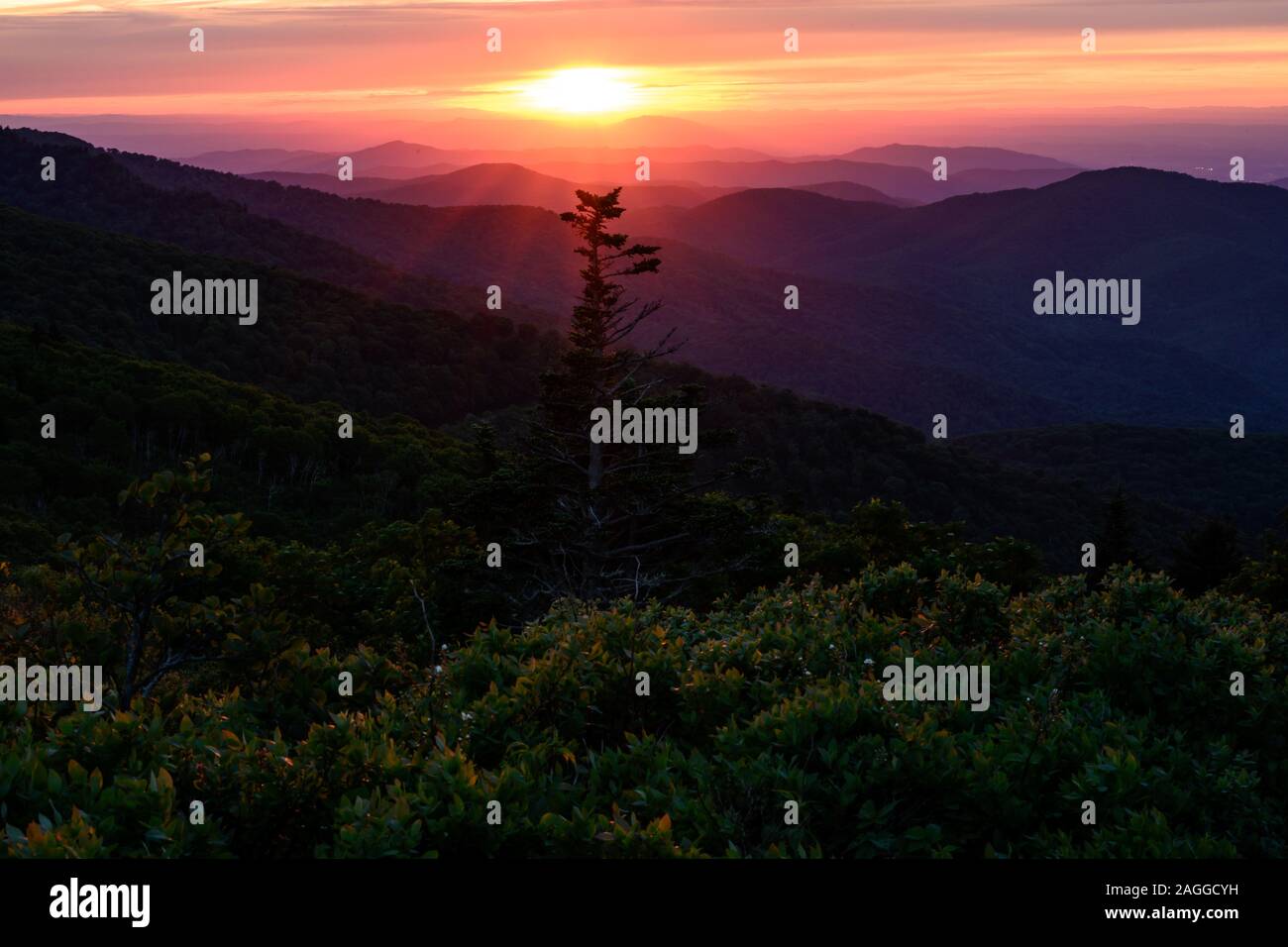 Pink Sunset Over Pine Tree on mountain Slope in Blue Ridge Stock Photo ...