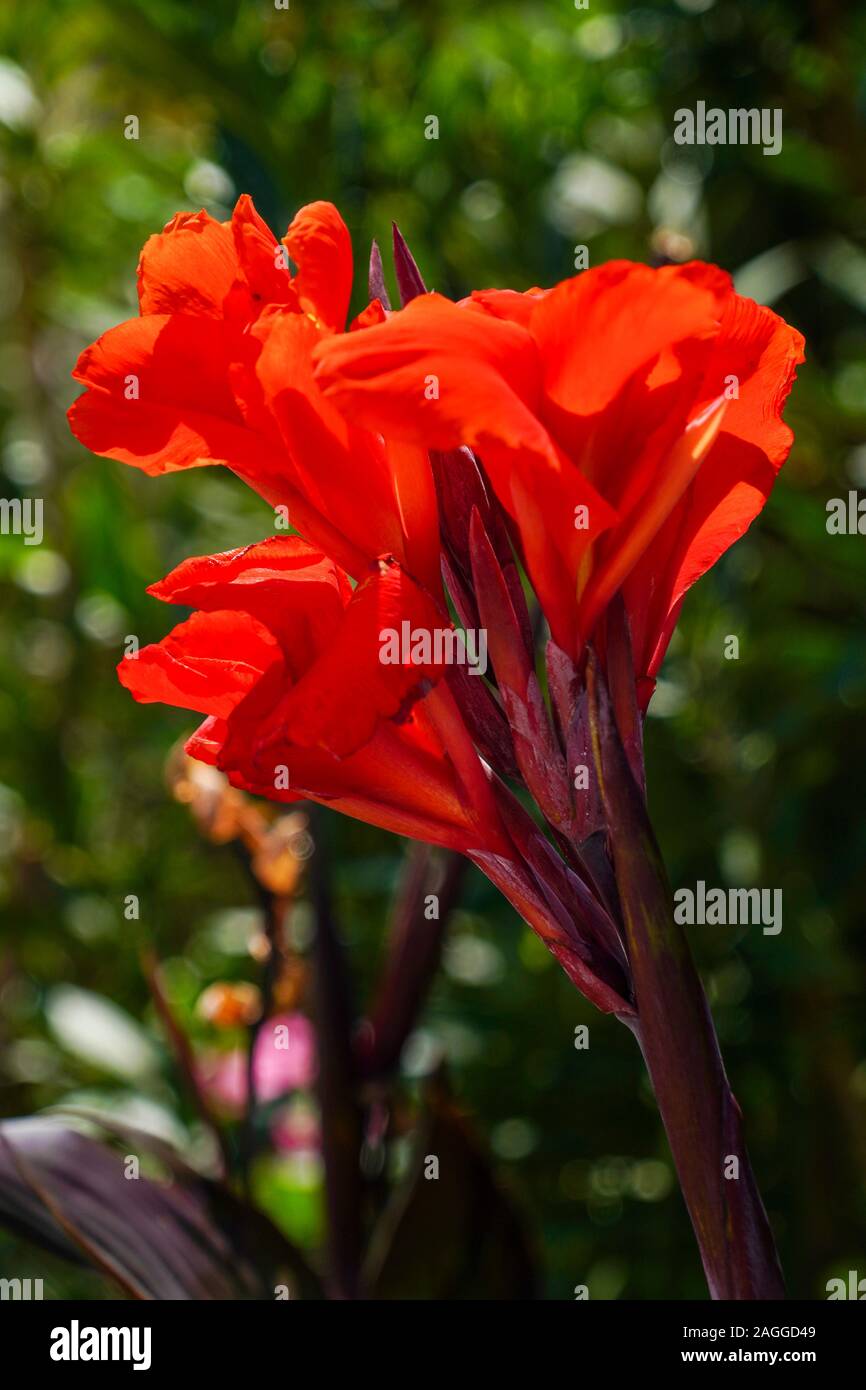 Red Canna (also Canna Lily) Photographed on Cephalonia, Ionian Islands ...