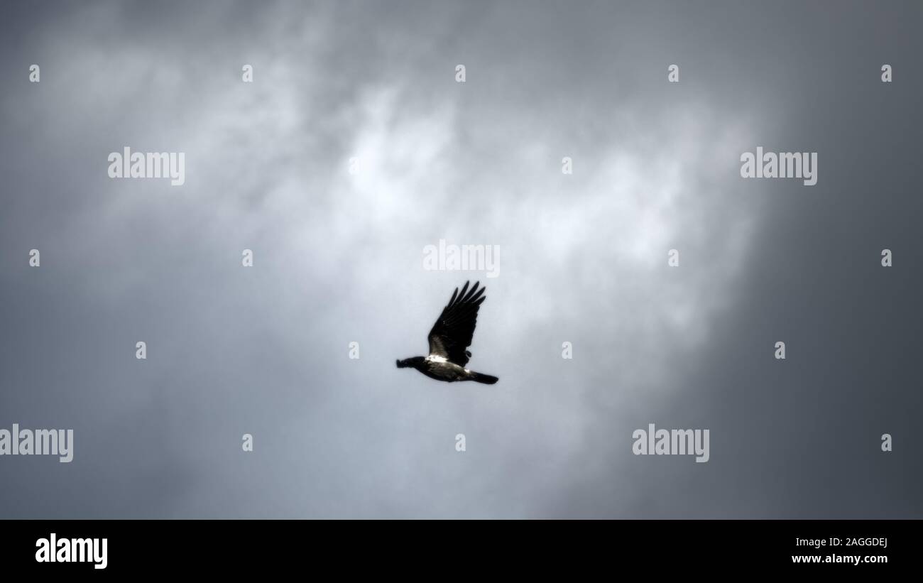 grey crow in flight. Advanced species of commensal animals. Hoodie ...