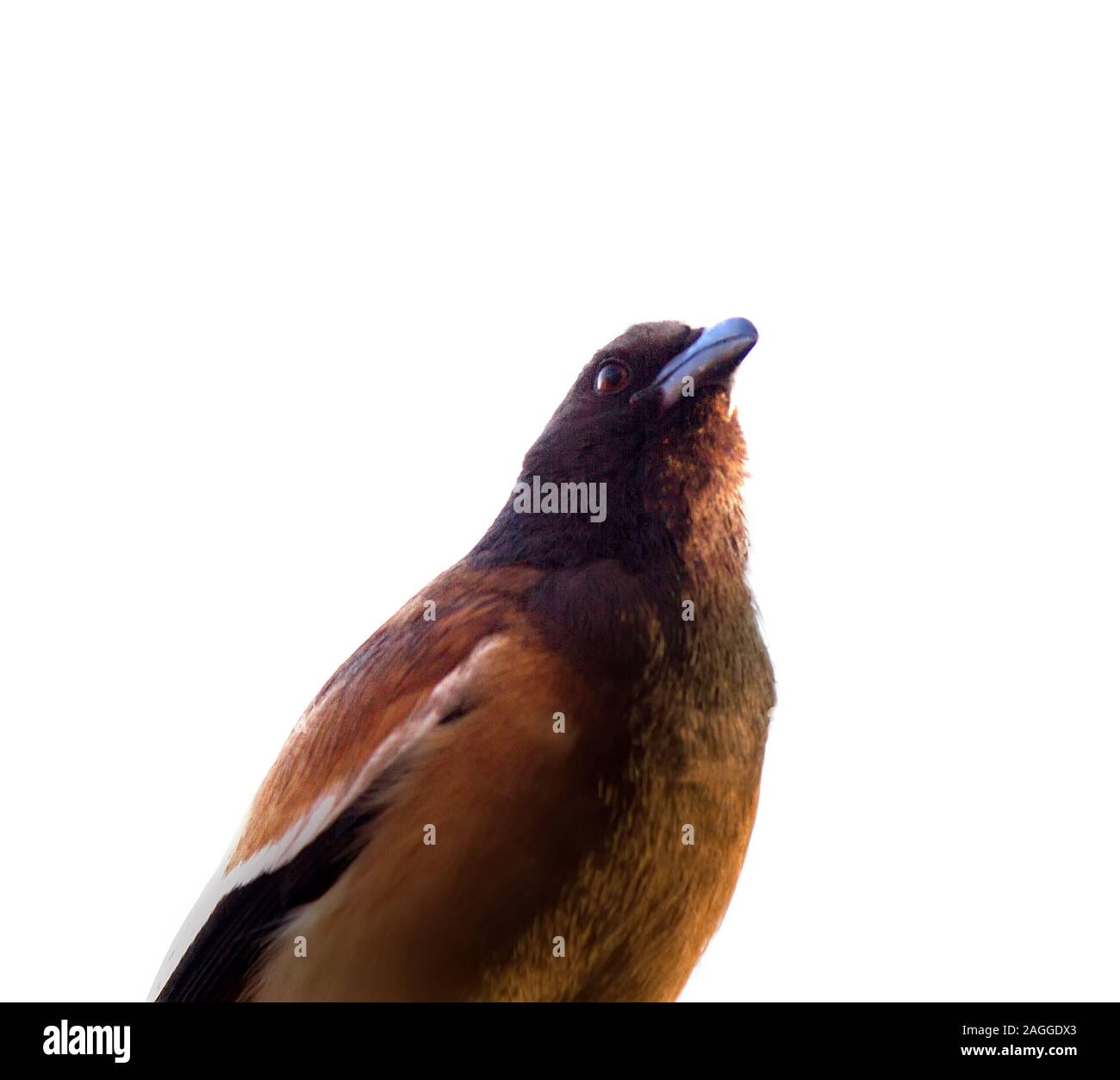 Indian birds. Rufous Treepie (Dendrocitta vagabunda) portrait of half ...