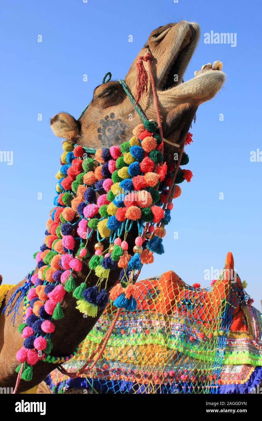 Camel face in close hi-res stock photography and images - Alamy