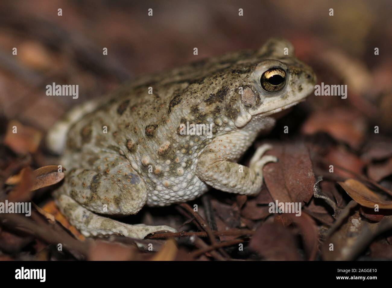 Marbled Toad Duttaphrynus stomaticus, Gujarat, India Stock Photo - Alamy