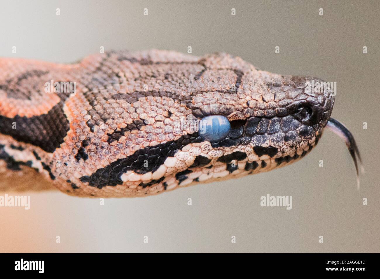 Photo miroslav hi-res stock photography and images - Alamy