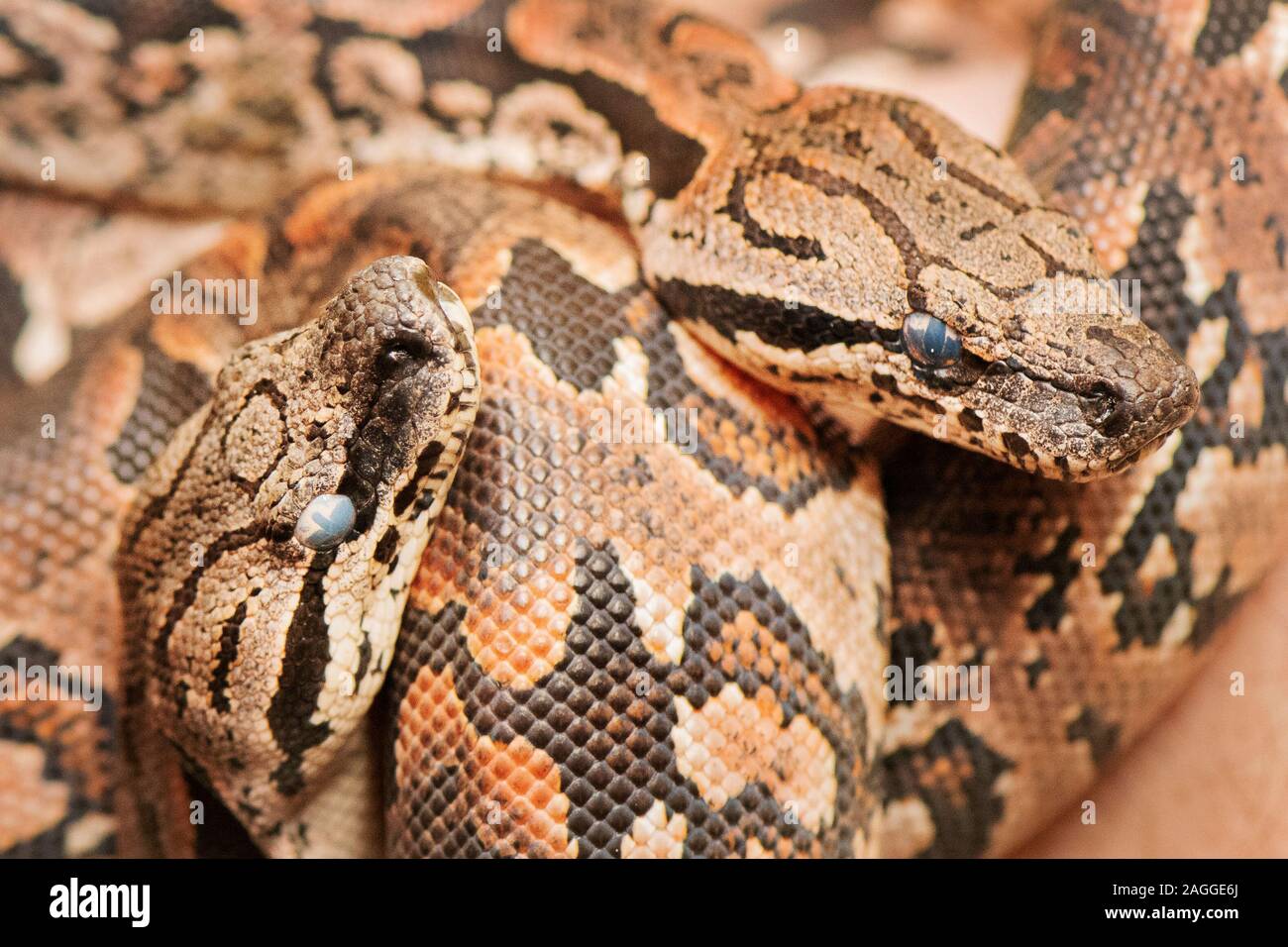 Snakelets of Dumeril's boa (Acrantophis dumerili) are seen in the ...