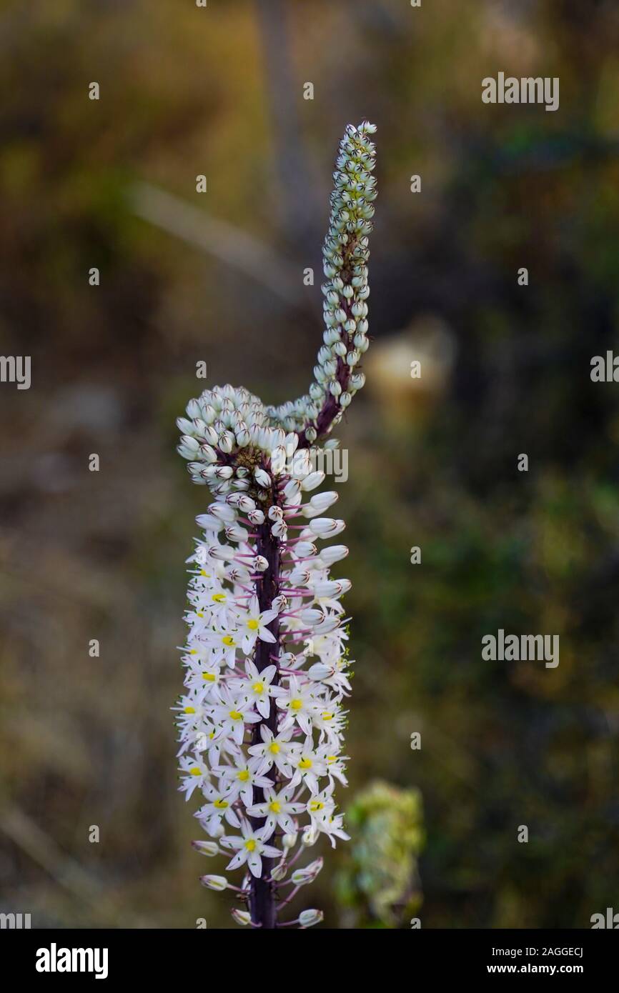 Sea Squill (Drimia maritima) at Fanari Beach, Argostoli, Cephalonia ...