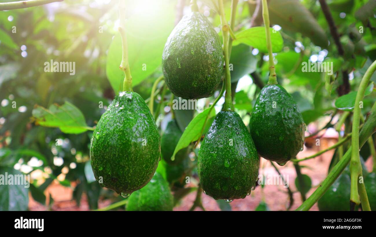 Avocado a pear-shaped fruit with a rough leathery skin, smooth oily ...