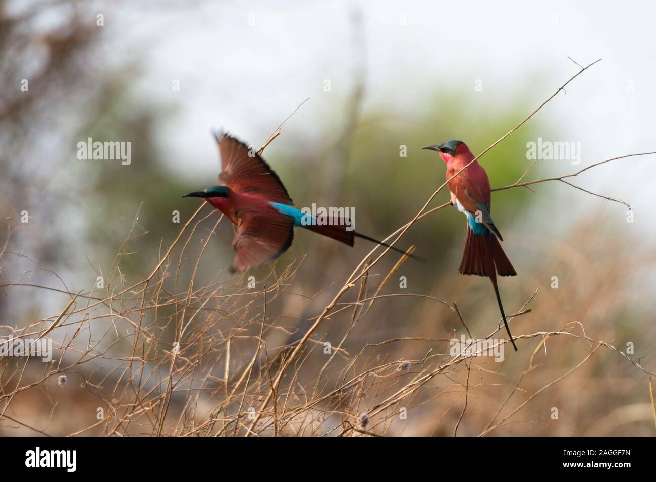 Carmine bee eater botswana hi-res stock photography and images - Alamy