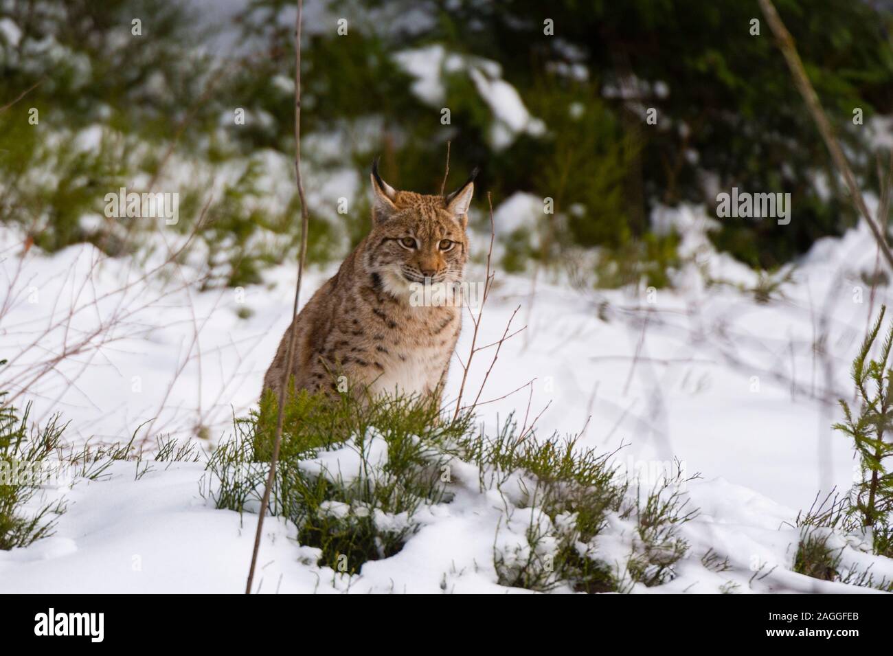 European lynx (Lynx linx), Captive, Bavarian Forest National Park ...