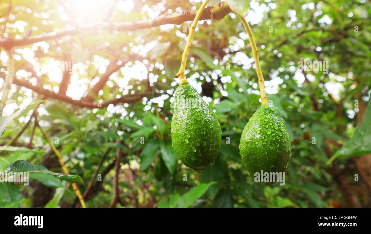 Pear shaped fruit hi-res stock photography and images - Alamy