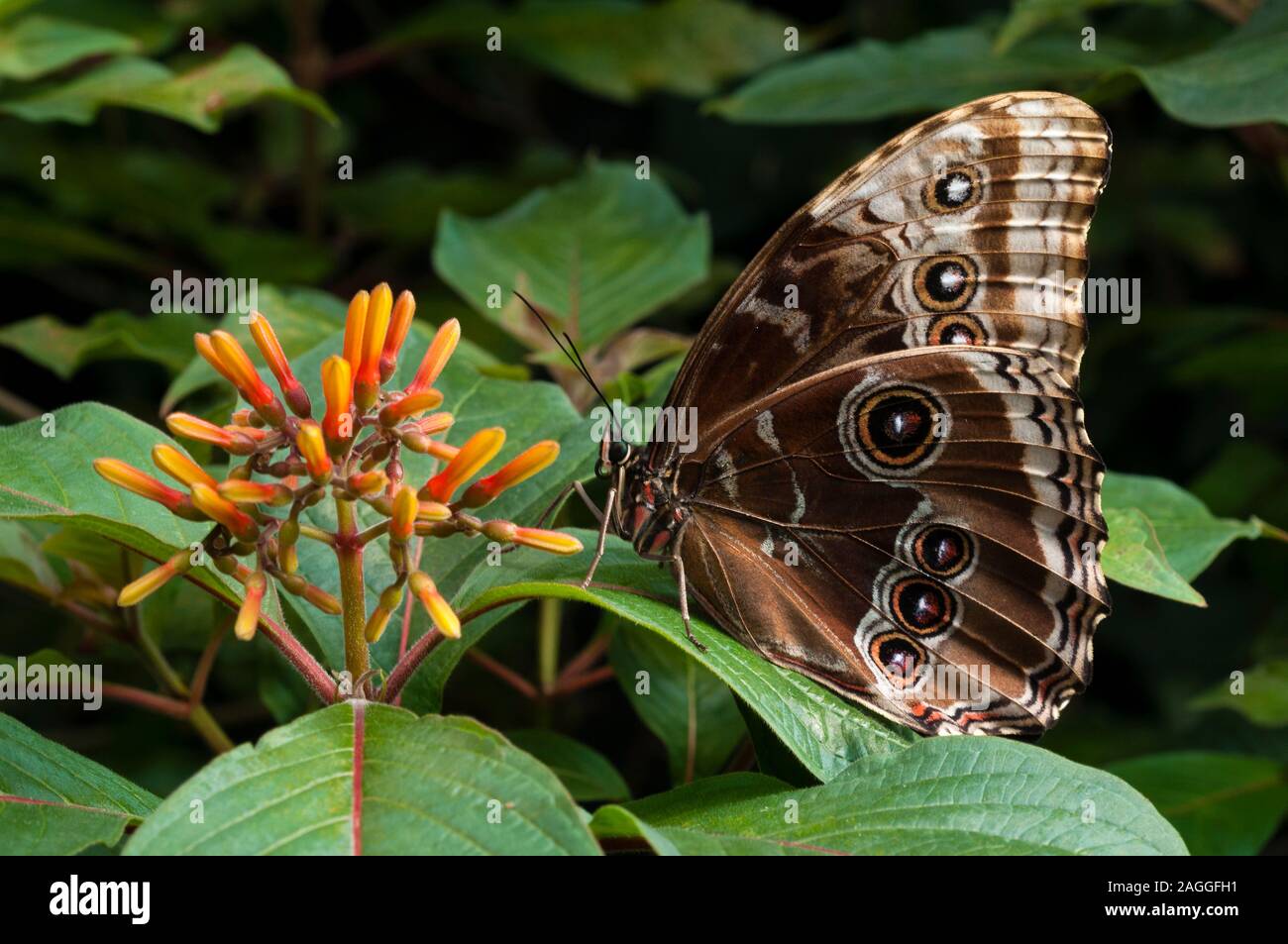 Peleides Blue Morpho (Morpho peleides limpida), La Paz Waterfall ...