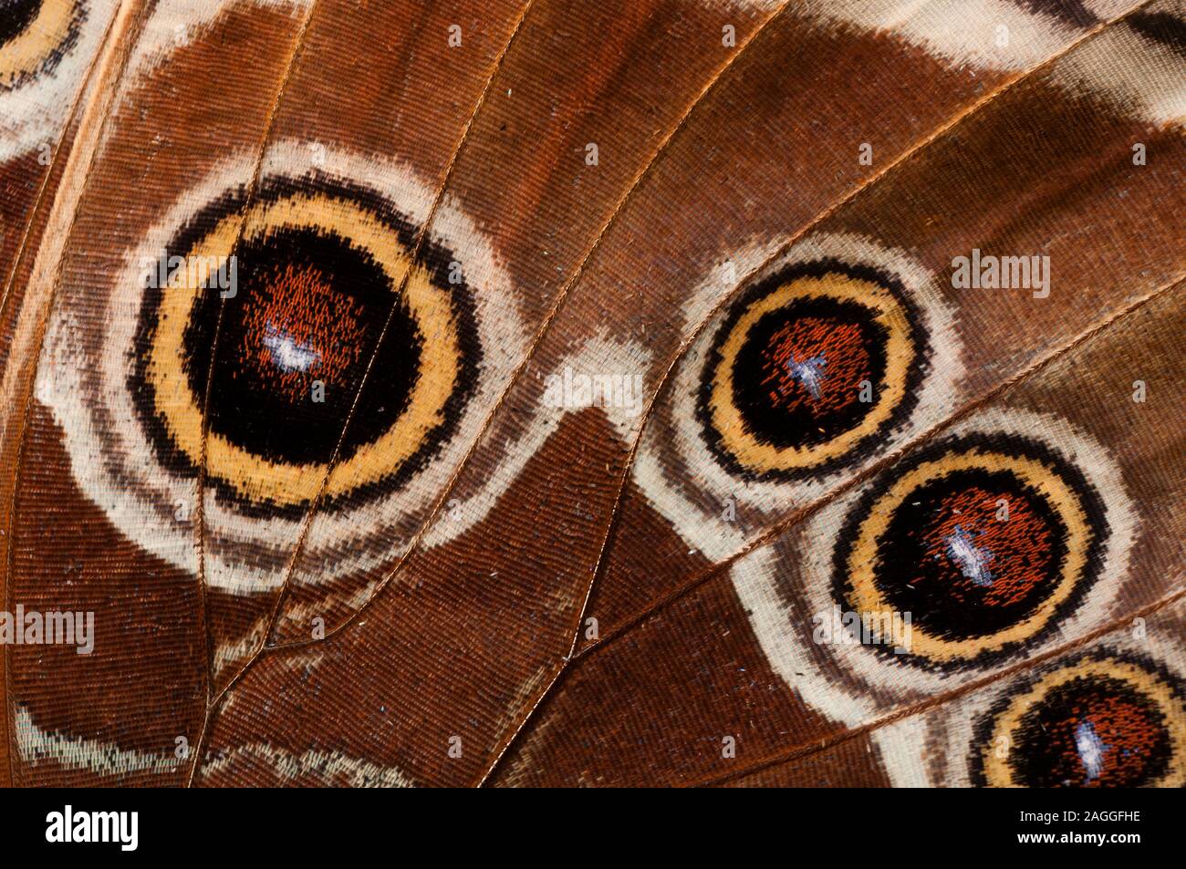 Ocelli of Peleides Blue Morpho (Morpho peleides limpida), La Paz ...