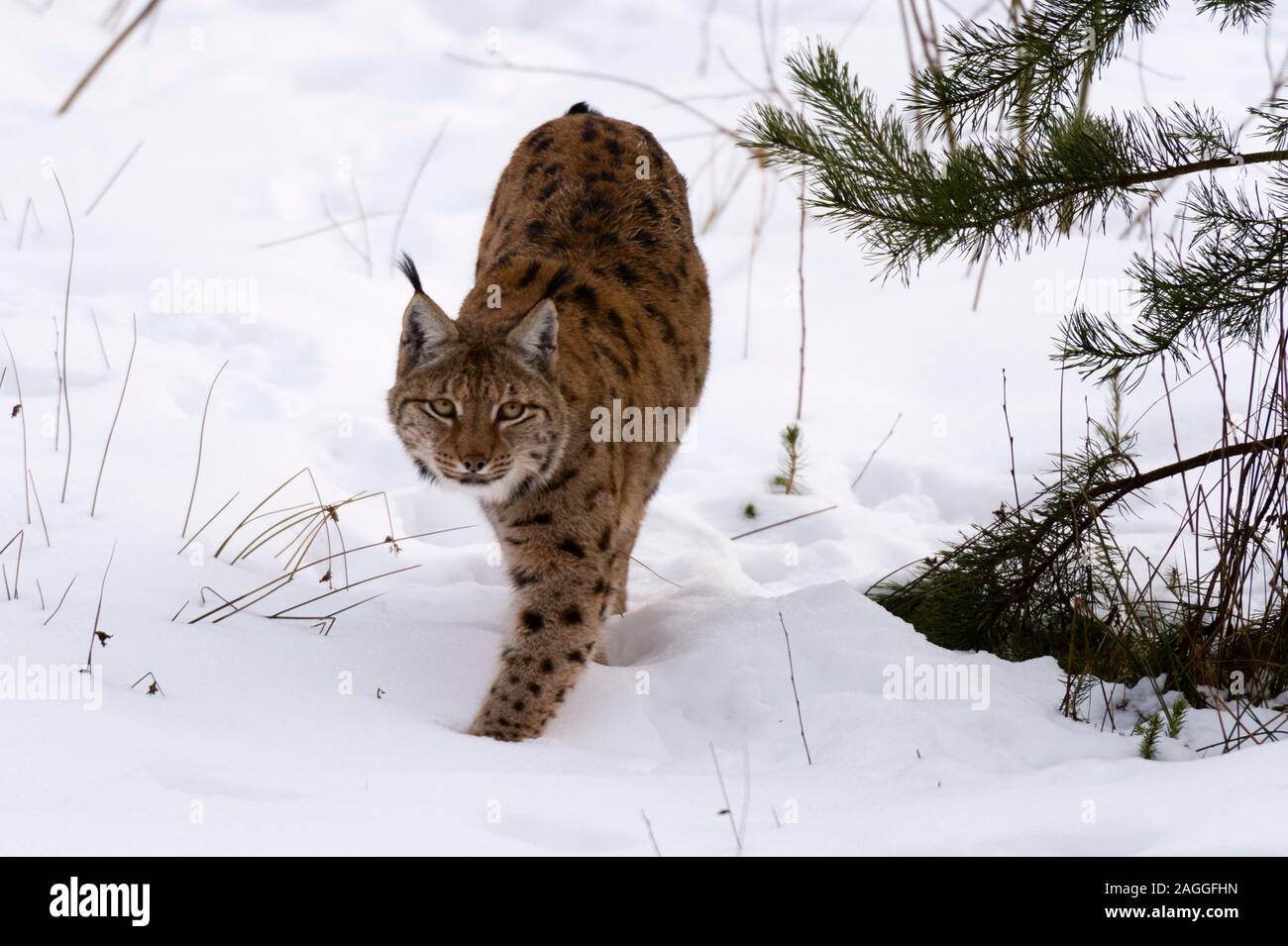 European lynx (Lynx linx), Captive, Bavarian Forest National Park ...