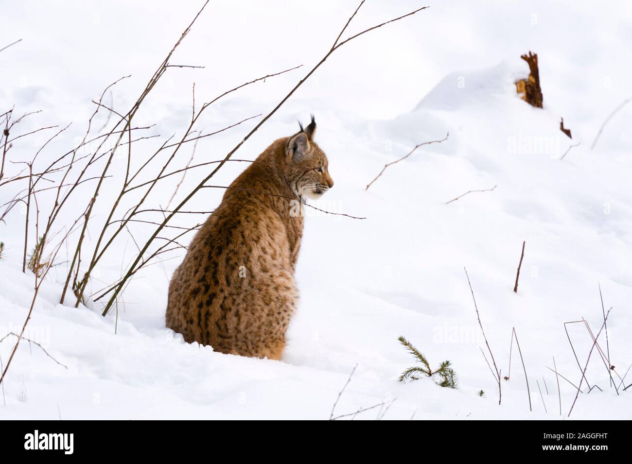 European lynx (Lynx linx), Captive, Bavarian Forest National Park ...