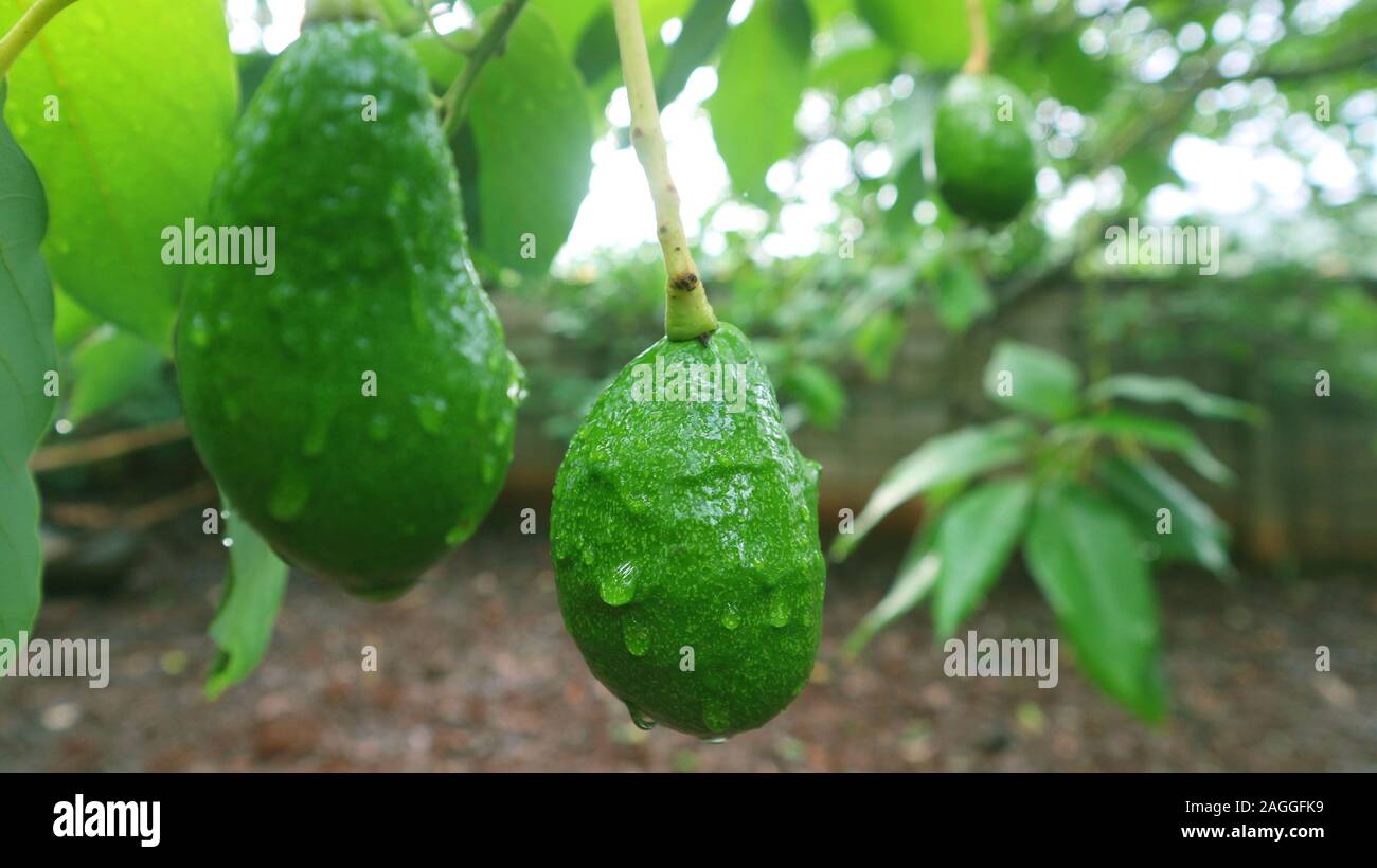 Pear shaped fruit hi-res stock photography and images - Alamy